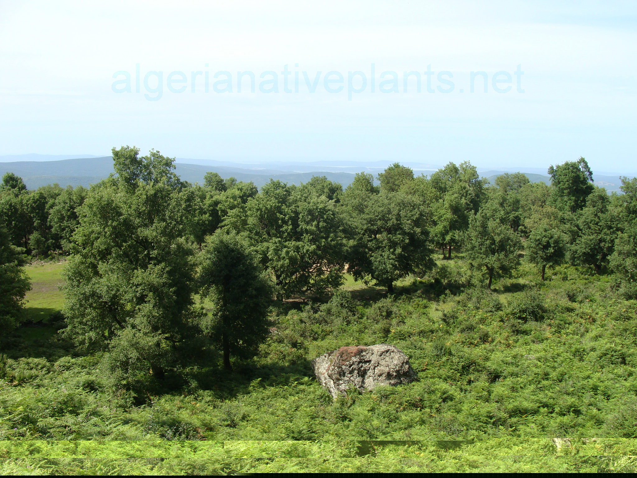 Plante natives Algérie