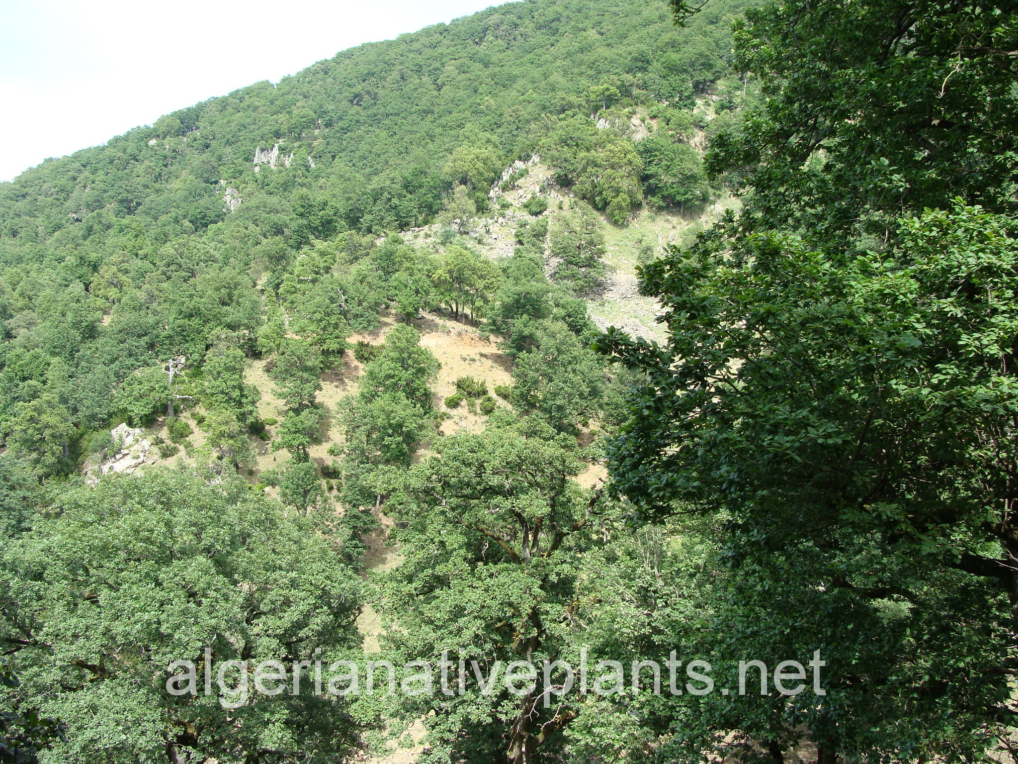 Plante natives Algérie