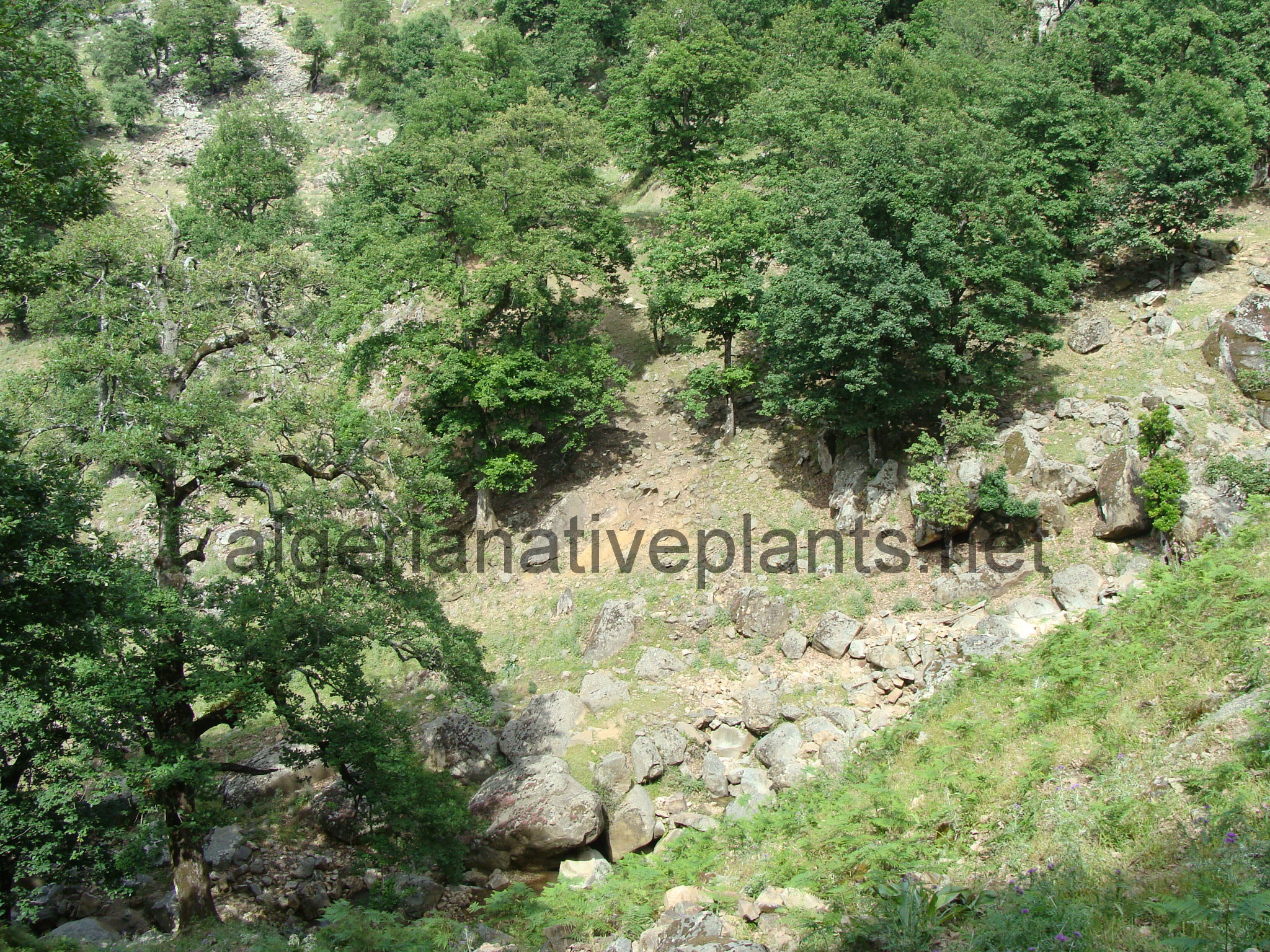 Plante natives Algérie